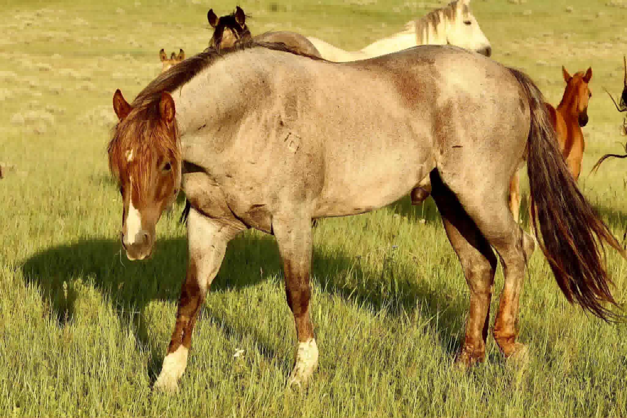 Proof of ownership: South Dakota livestock reported missing | TSLN.com