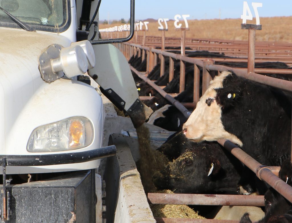 Whole Raw Soybeans Cost Competitive Protein Supplement for Cows and ...