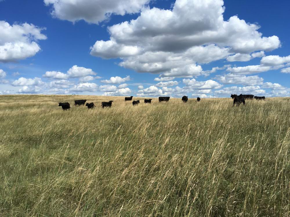 Fall Cattle Journal 2025 | Larson Ranch | TSLN.com