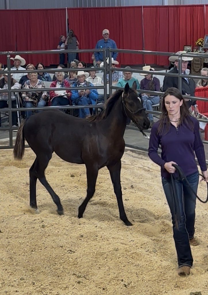 Fall Extravaganza Horse Sale | TSLN.com