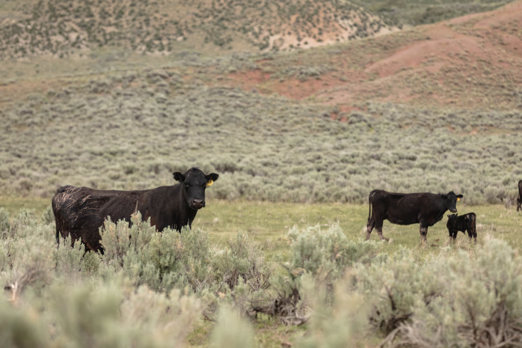 Willis Ranch Earns Commercial Commitment to Excellence award | TSLN.com