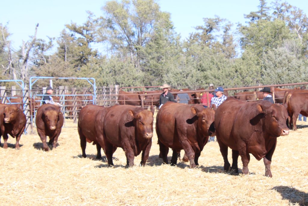 Pieper Red Angus Fall Run Production Sale | TSLN.com