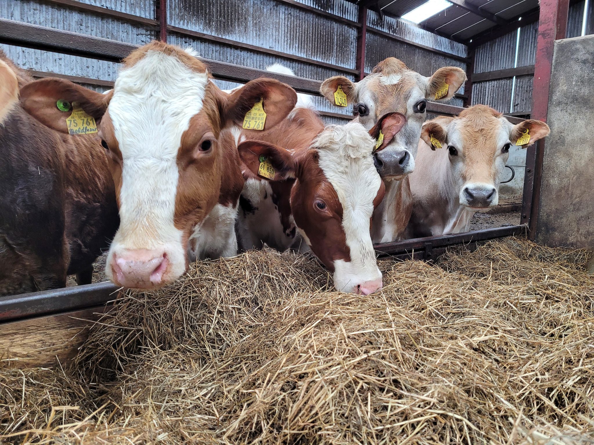 Angry Danish dairy farmers stop feeding Bovaer accusing it of poisoning ...