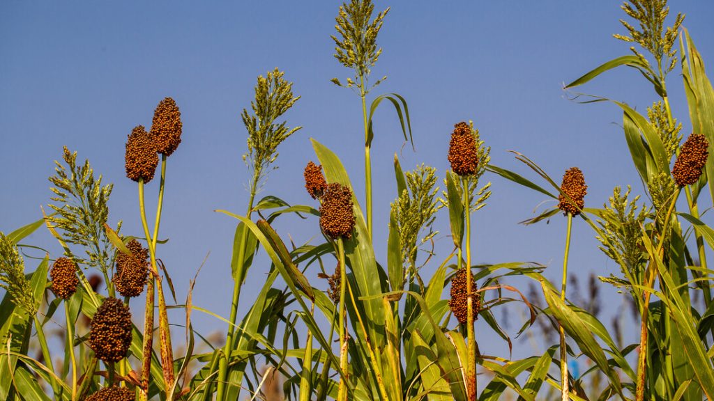 Husker research to focus on sorghum gene functions, regulation | TSLN.com