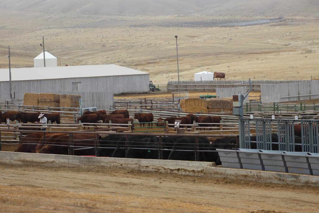 5 L Red Angus, 2025 Profit $eeker Fall Sale | TSLN.com