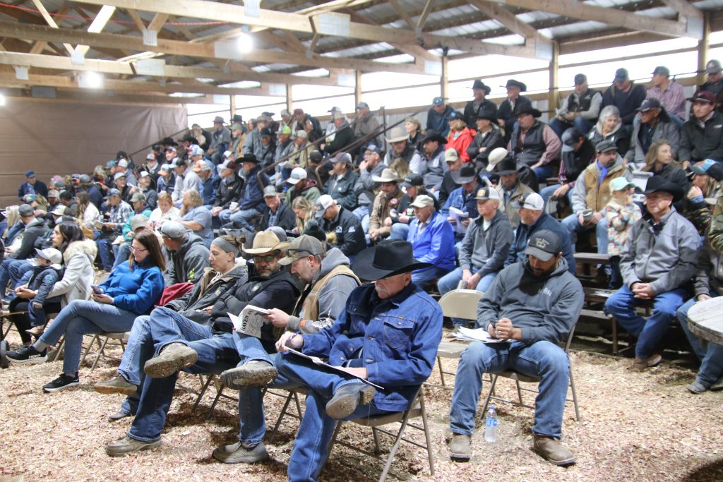 Raven Angus Fall Bull & Female Sale | TSLN.com