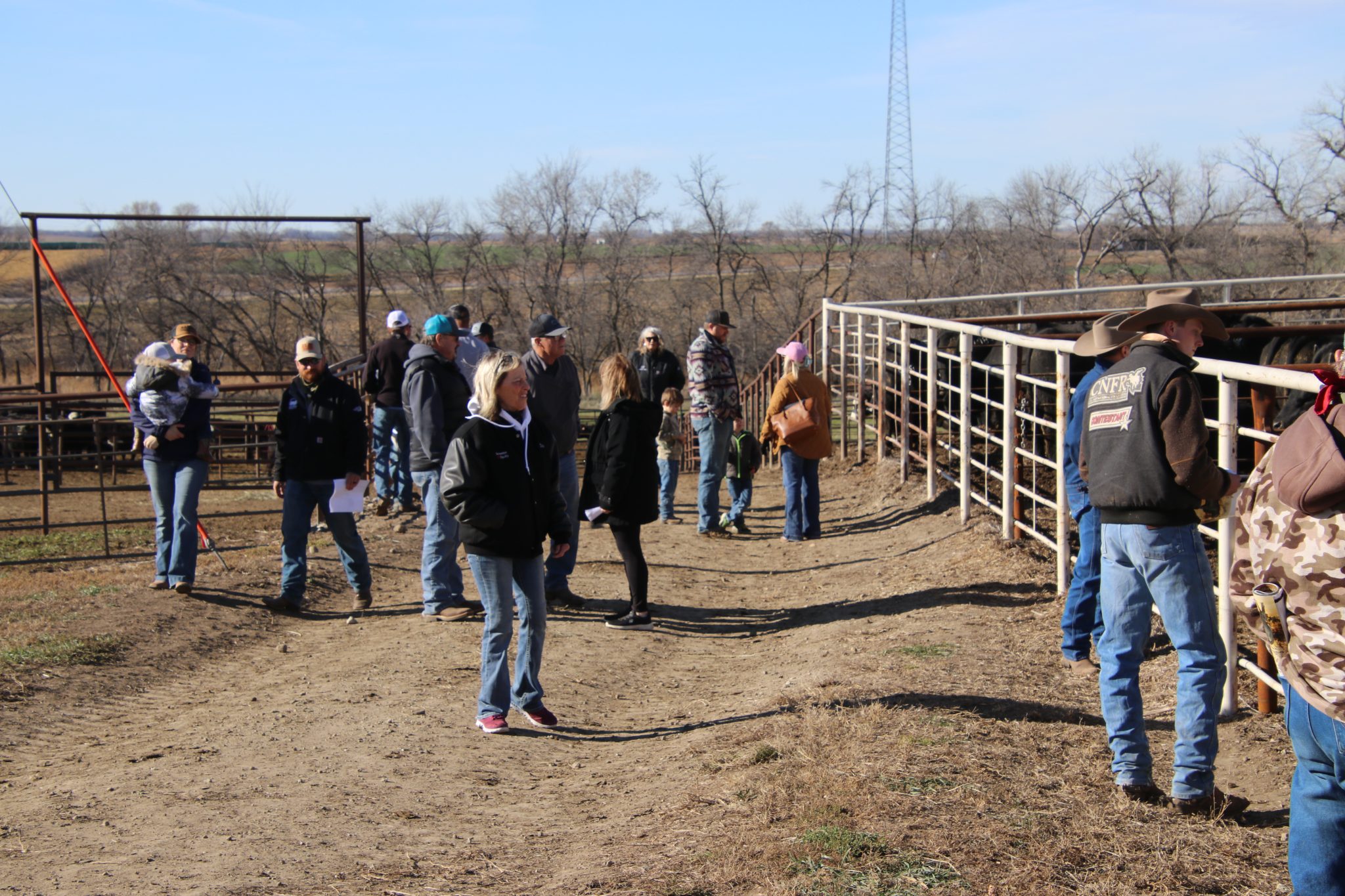 Raven Angus Fall Bull & Female Sale | TSLN.com