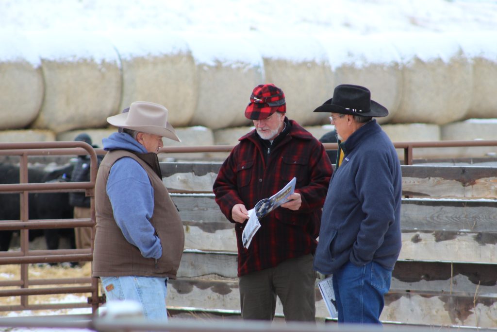 Stevenson Angus 65th Annual Production Sale | TSLN.com