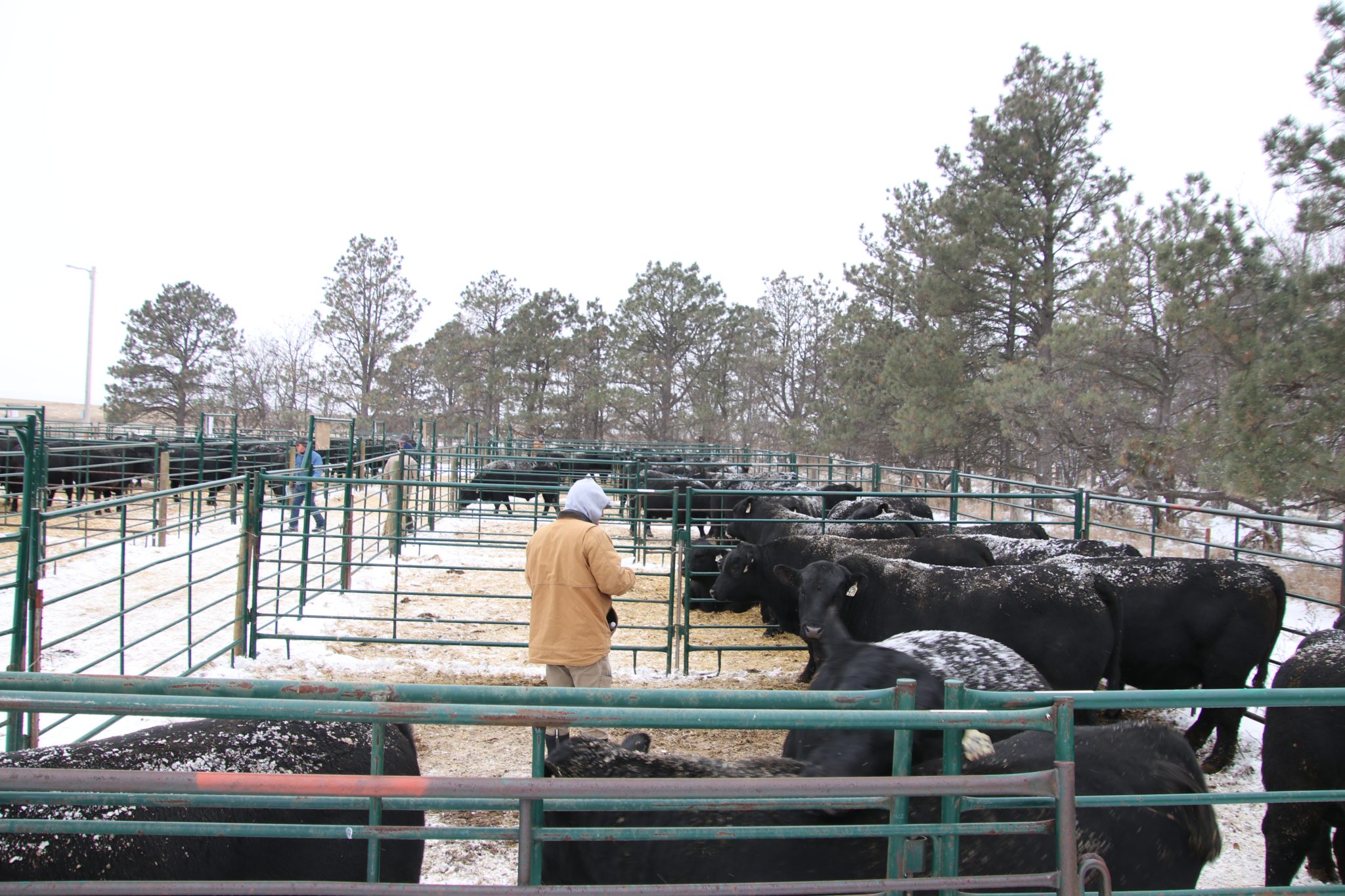 Wilken Angus “Black Friday” Fall Sale | TSLN.com