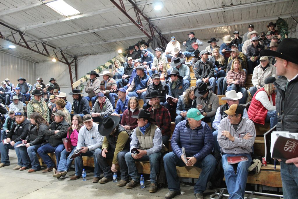 Sitz Angus | TSLN.com