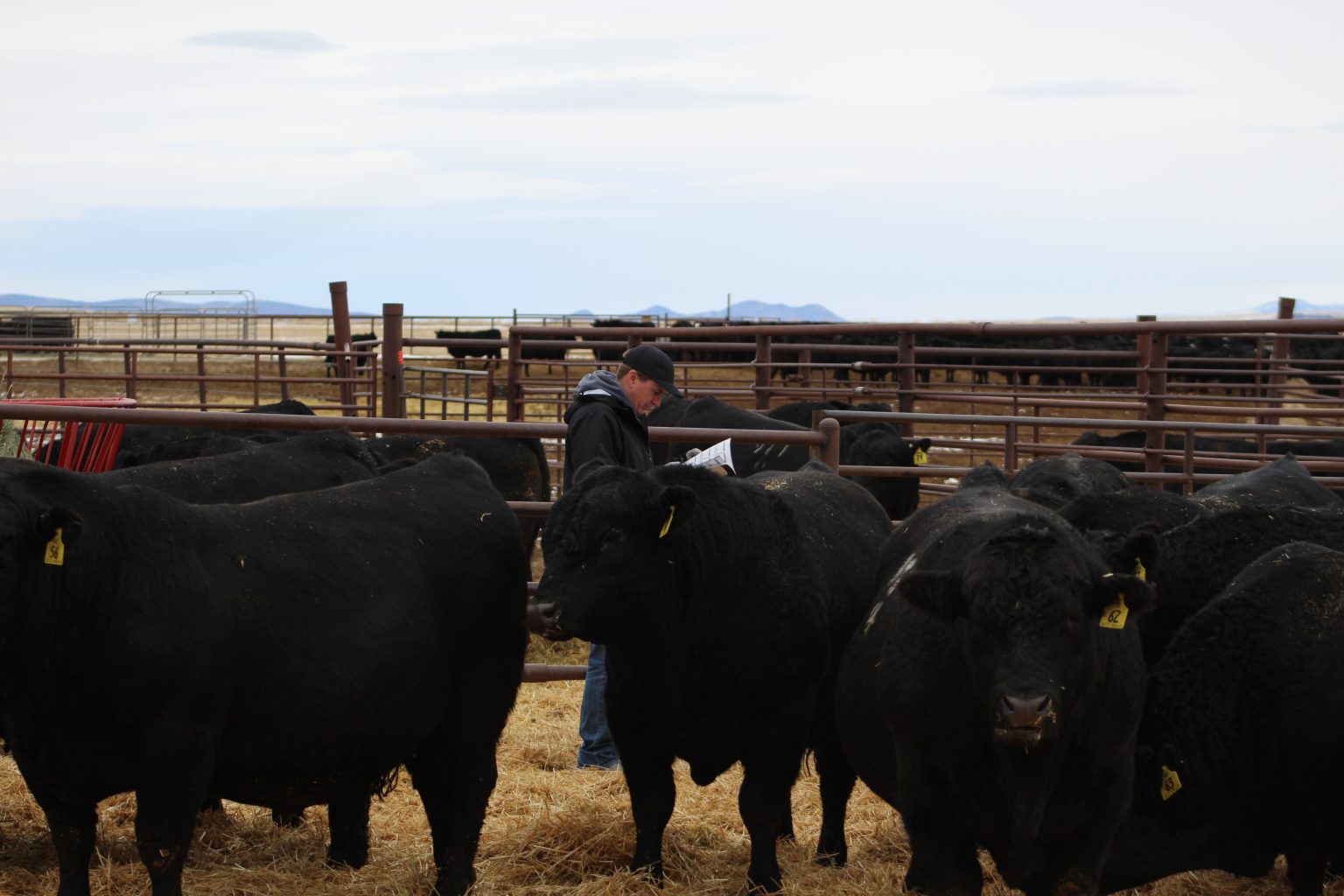 Sitz Angus | TSLN.com