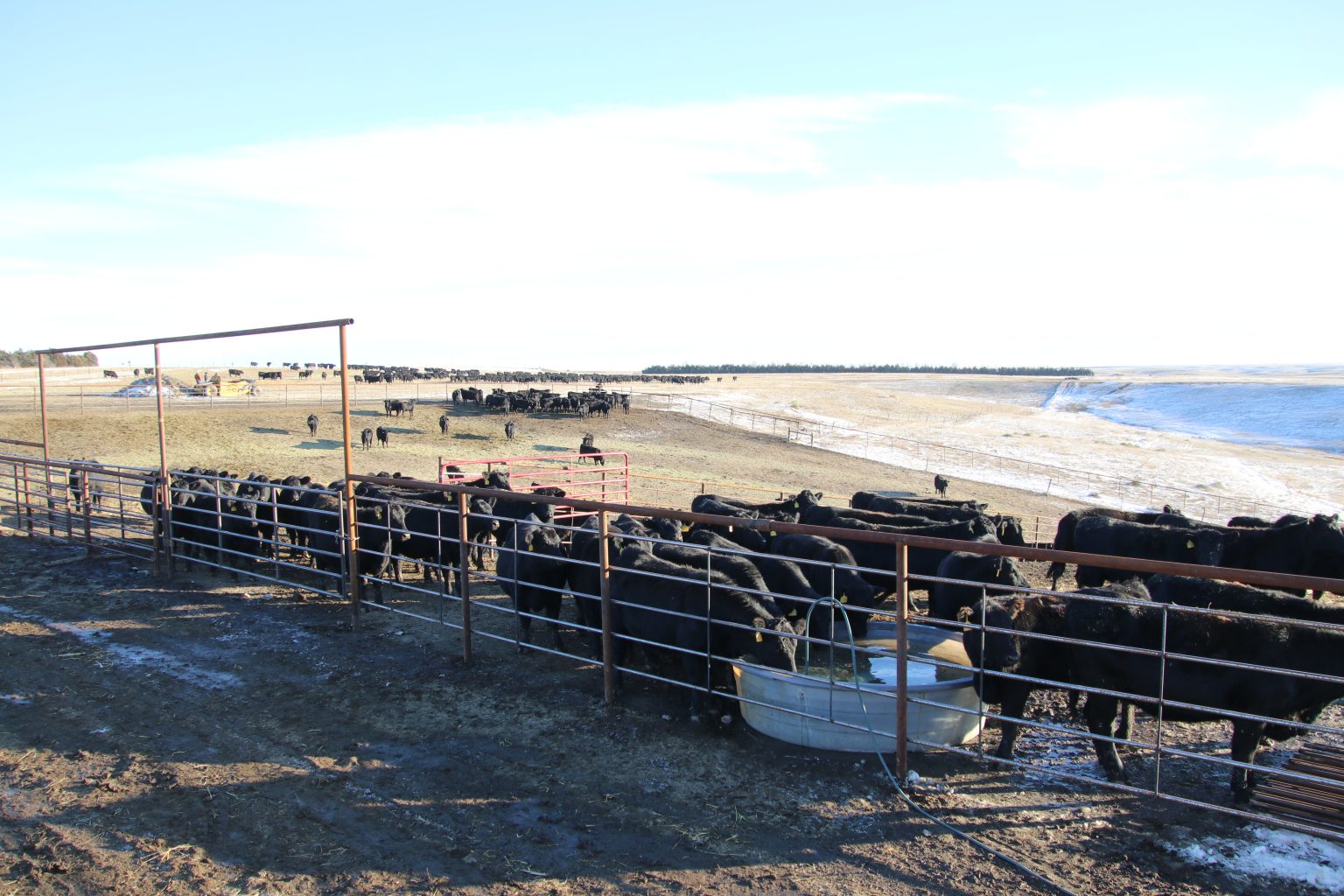 Dowling Ranch Commercial Bred Heifer Sale & J Spear Ranch 2 Year Old ...