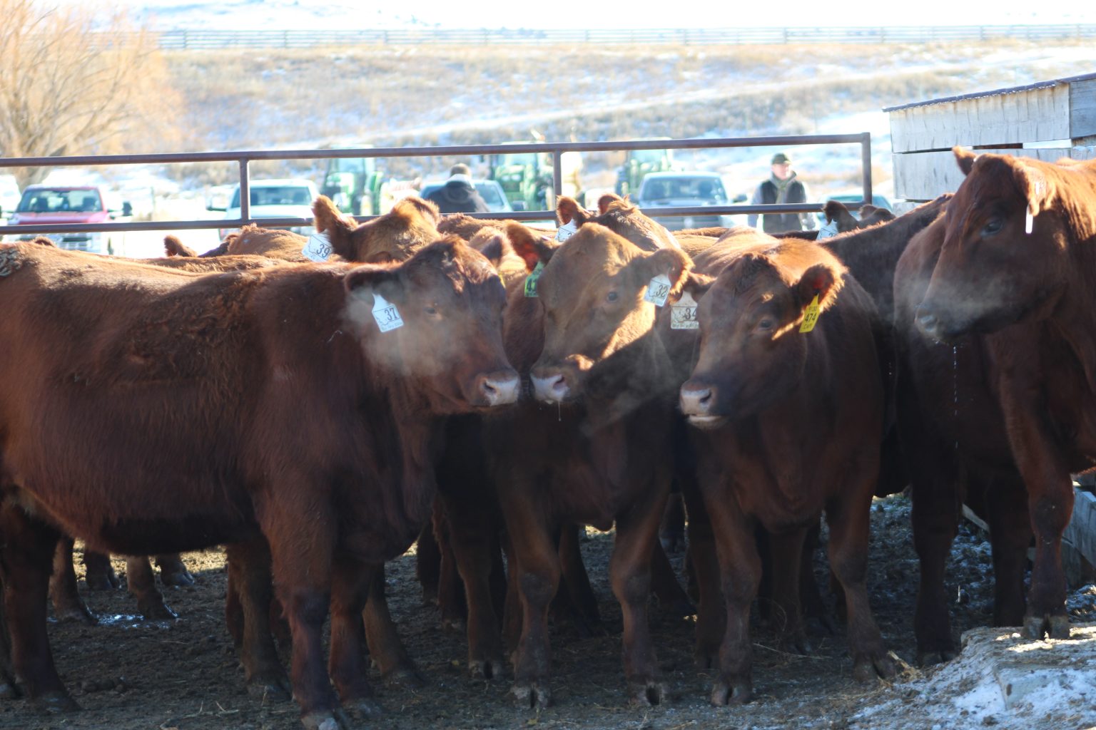 Big Sky Elite Female Sale | TSLN.com