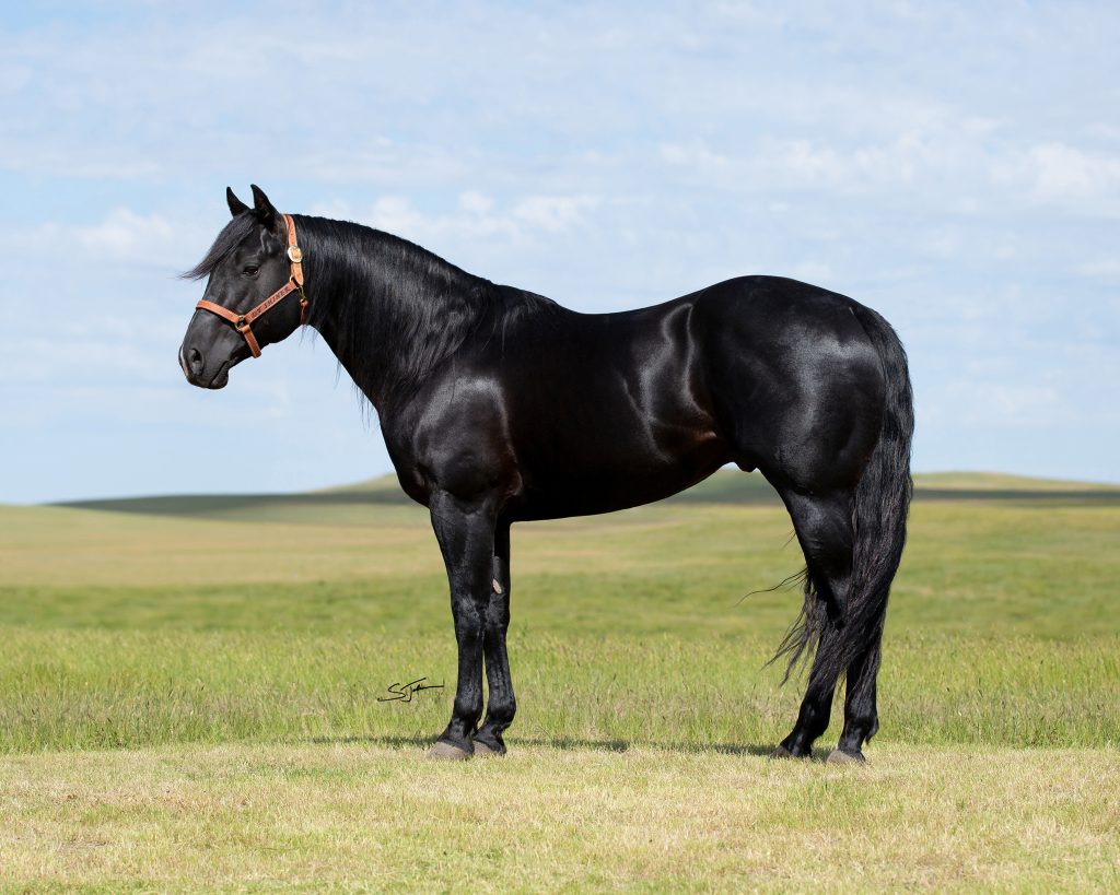 Stallion Showcase 2026 | DT Shiner: A Shining Gentleman | TSLN.com