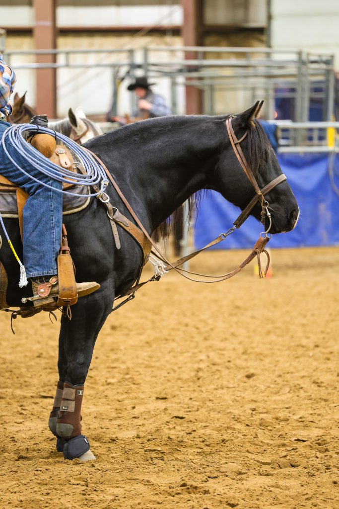 Stallion Showcase 2026 | DT Shiner: A Shining Gentleman | TSLN.com