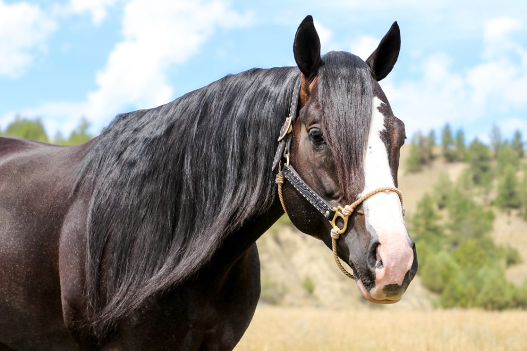 Stallion Showcase 2026 | Standing and Campaigning a Young Stallion ...