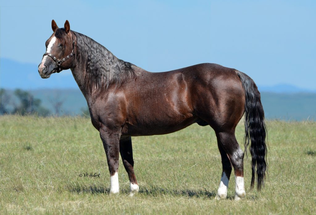Stallion Showcase 2026 | 2025 Black Hills Stock Show Farm Credit Services of America Horse Sale ...