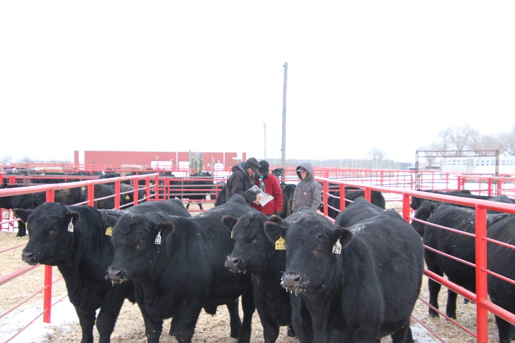 Amdahl Angus “Breeding Excellence” Annual Bull & Female Sale | TSLN.com