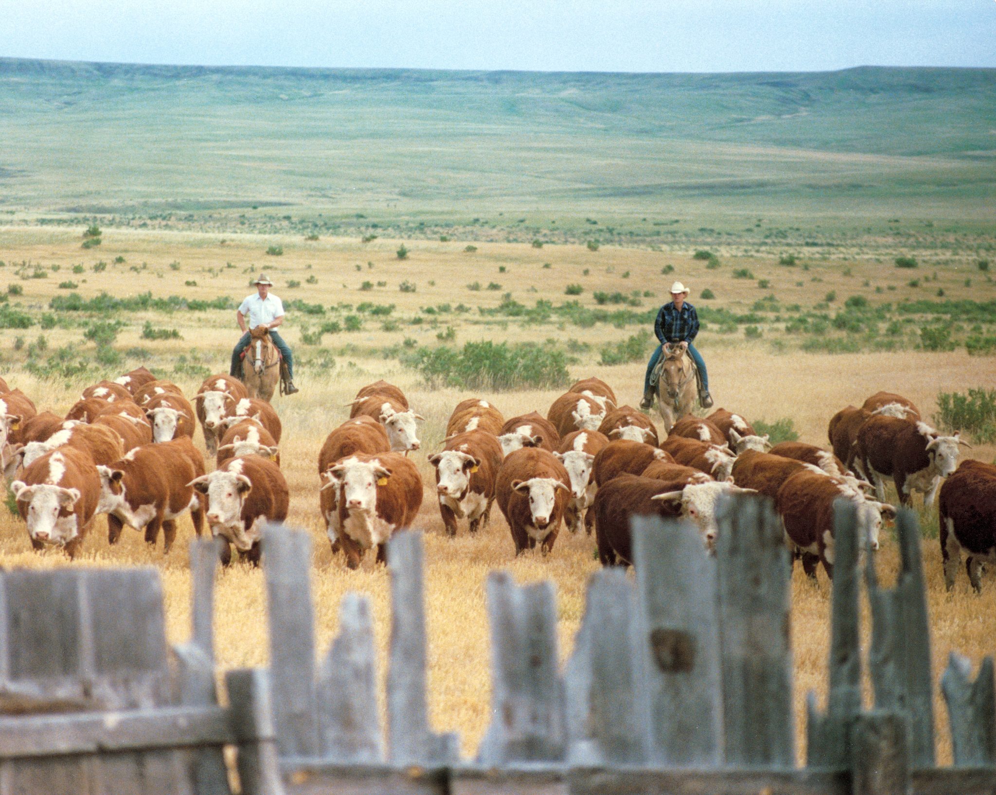 Lezlie Moore: A Rancher’s Eye for Design | TSLN.com