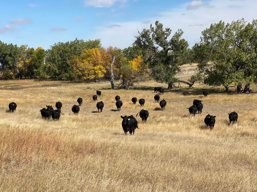 2026 Winter Cattle Journal | Edgar Brothers Angus: A Solid Foundation ...
