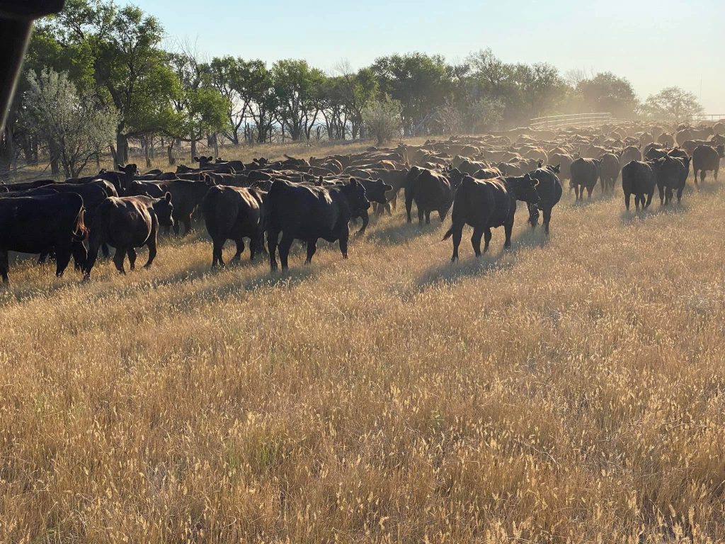 2026 Winter Cattle Journal | Edgar Brothers Angus: A Solid Foundation ...