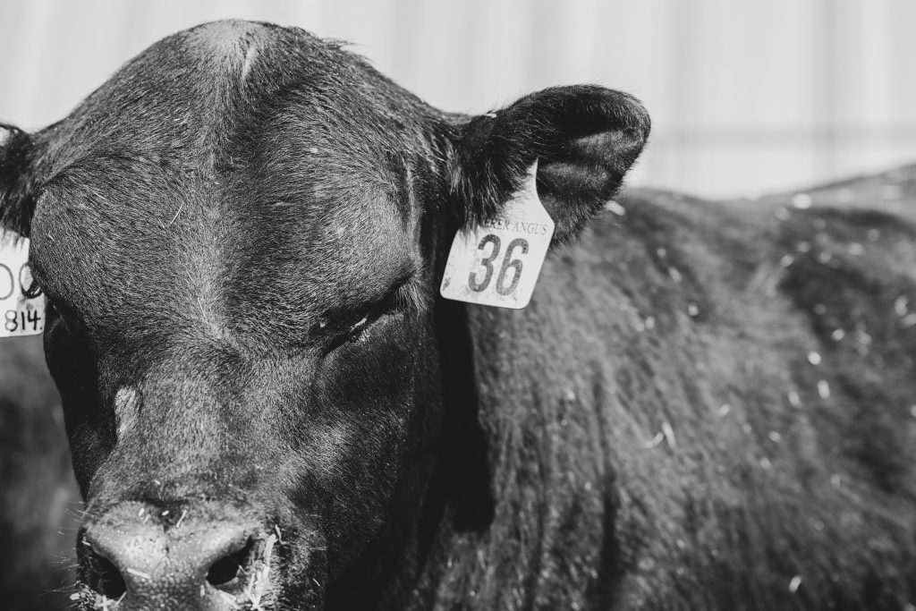 2026 Winter Cattle Journal | Gnerer Angus: Longevity and Legacy | TSLN.com