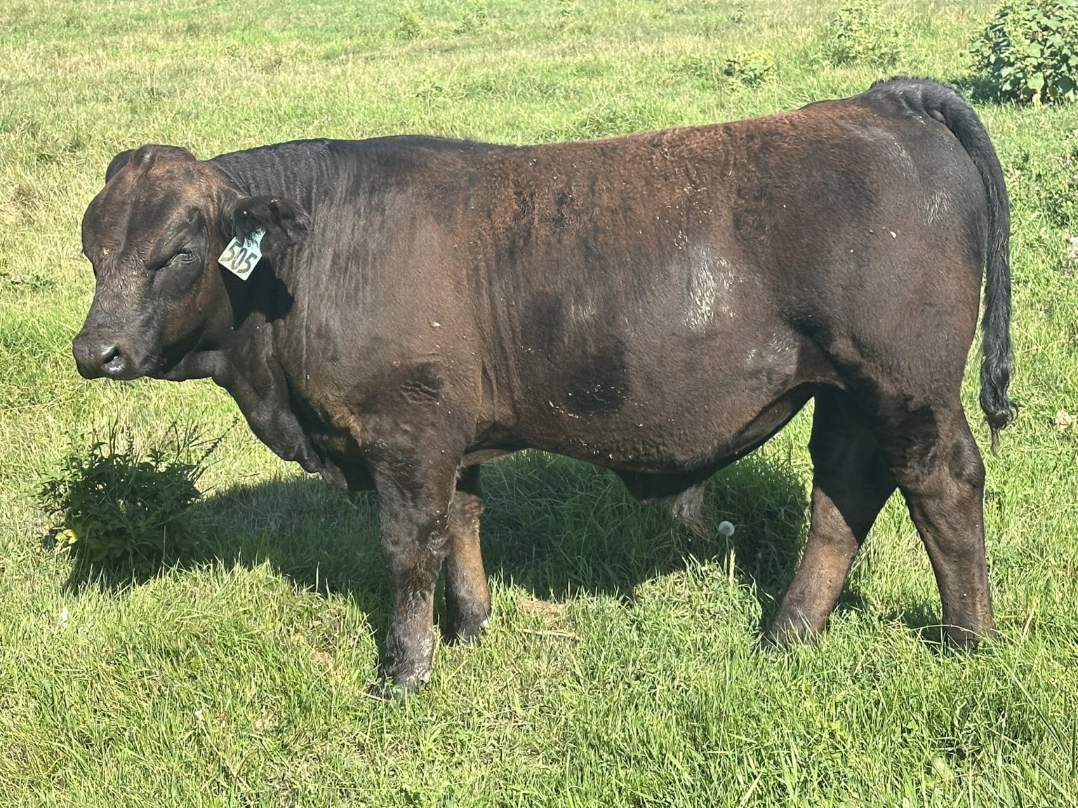 2026 Winter Cattle Journal | Ellingson Simmental | TSLN.com