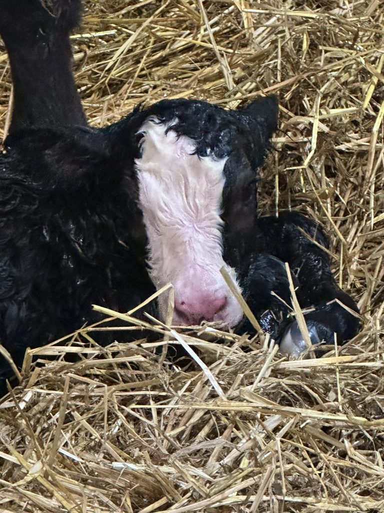 2026 Winter Cattle Journal | Ellingson Simmental | TSLN.com