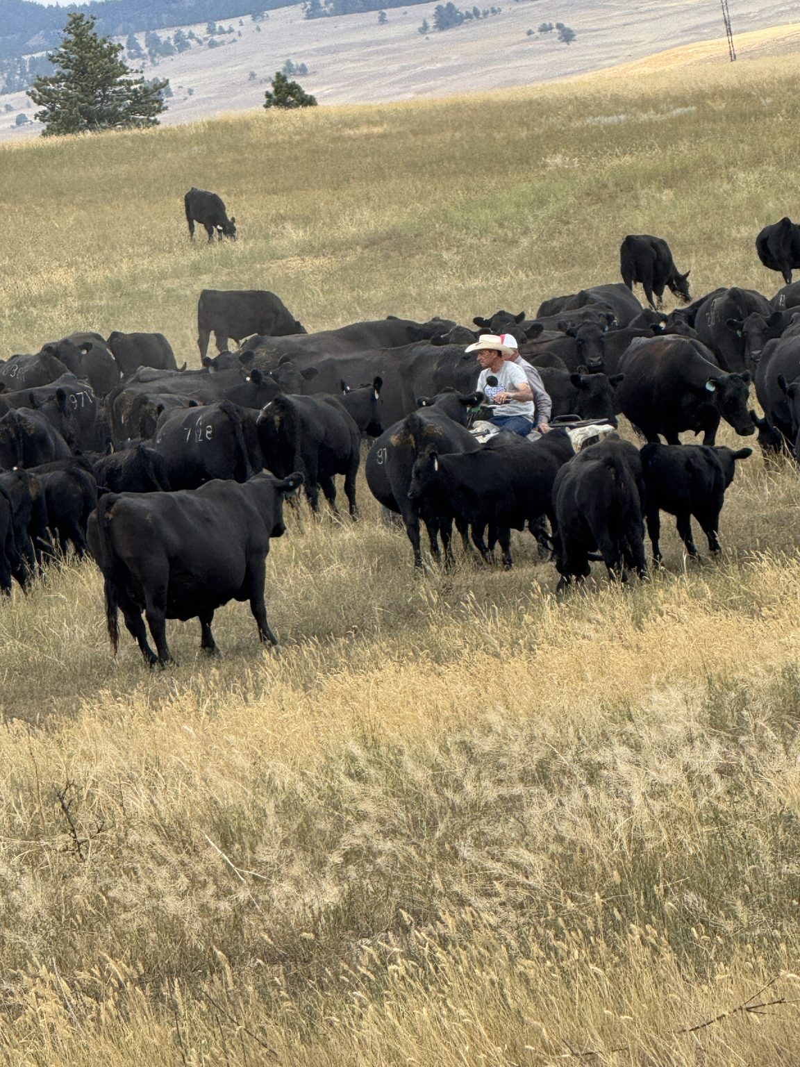 2026 Winter Cattle Journal | Koupal Angus: Faith, Family and 50 Years ...