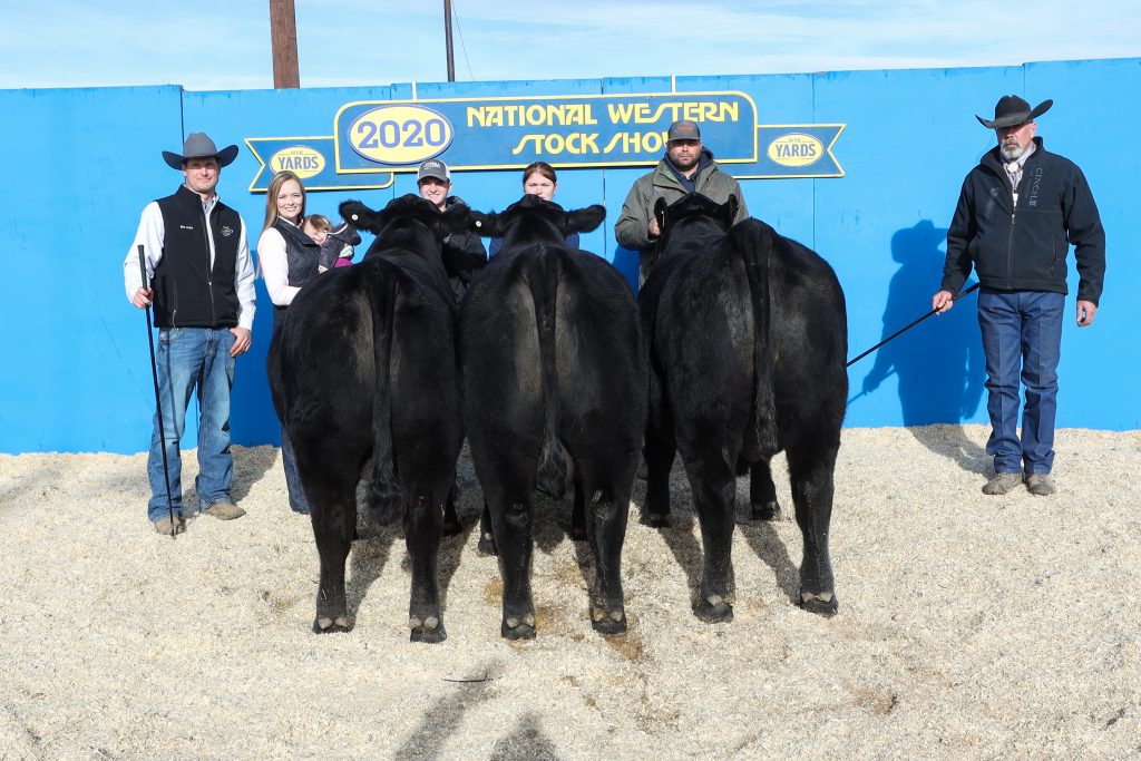 2026 Winter Cattle Journal | Jindra Angus: Generations of Dimension ...