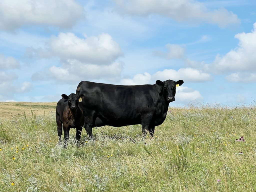 2026 Winter Cattle Journal | Schaff Angus Valley | TSLN.com