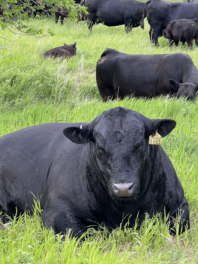 2026 Winter Cattle Journal | Schaff Angus Valley | TSLN.com