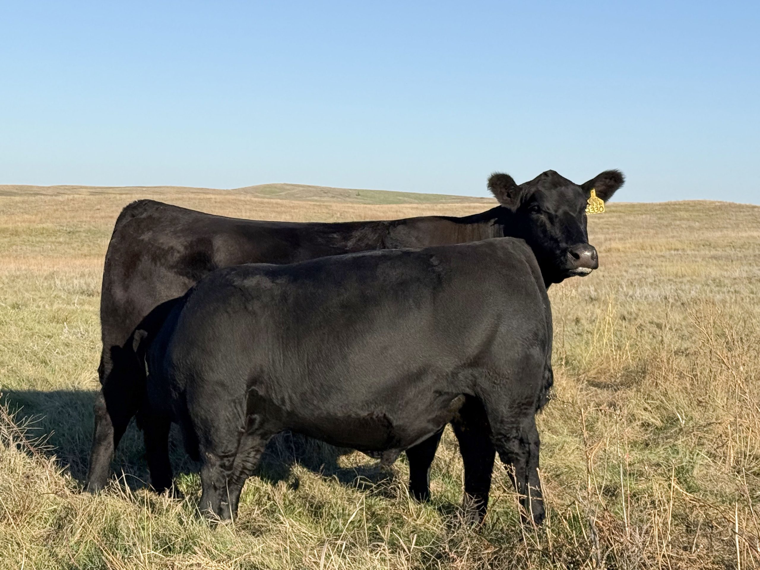 2026 Winter Cattle Journal | Schaff Angus Valley | TSLN.com