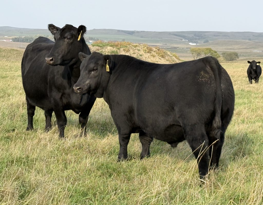 2026 Winter Cattle Journal | Schaff Angus Valley | TSLN.com