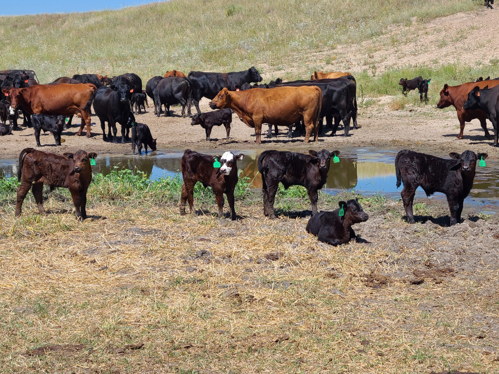 2026 Winter Cattle Journal | Curbing Coccidiosis | TSLN.com