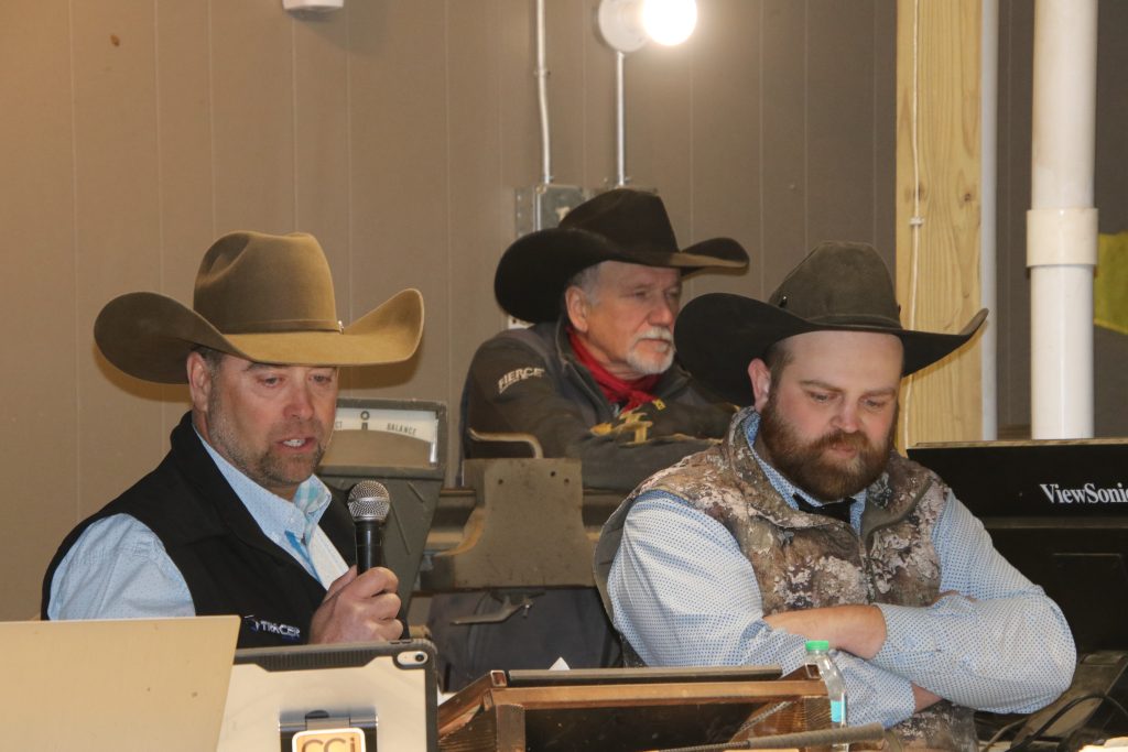 Schaack Ranch Maternal Gems Female Sale | TSLN.com