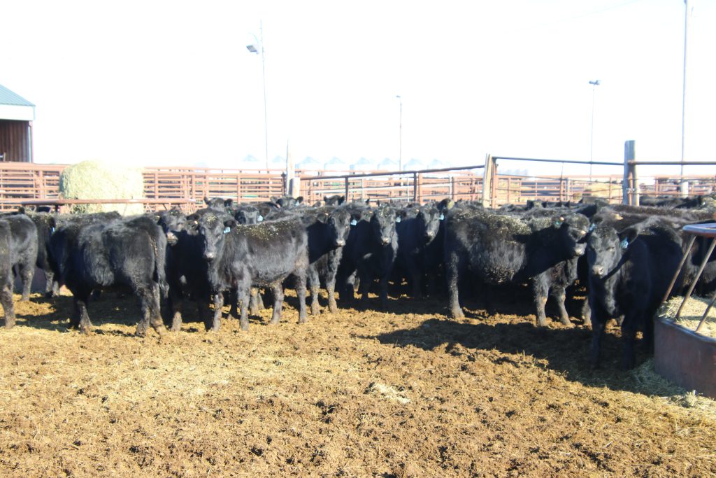Schaack Ranch Maternal Gems Female Sale | TSLN.com