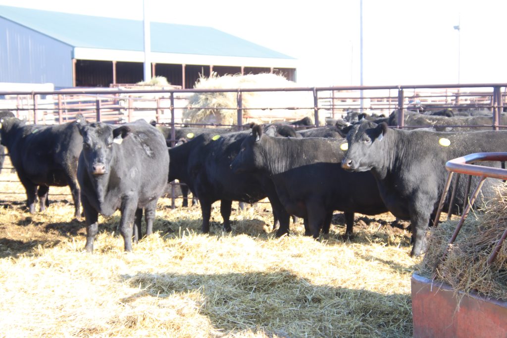Schaack Ranch Maternal Gems Female Sale | TSLN.com