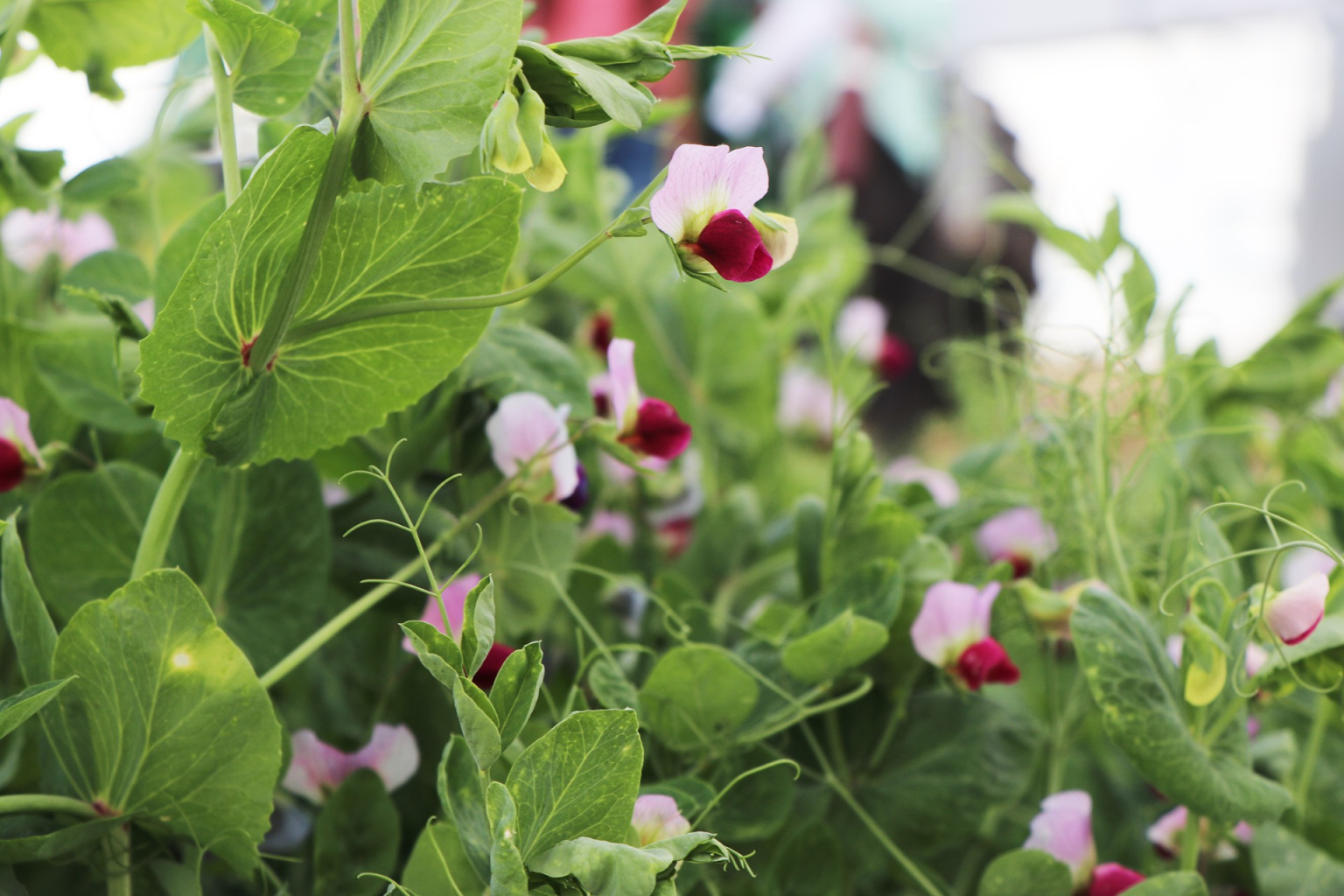 Nebraska: Deadline nears to sign up for cattle and forage production ...