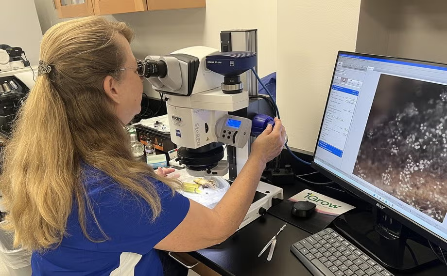 SDSU Plant Diagnostic Clinic earns national accreditation | TSLN.com