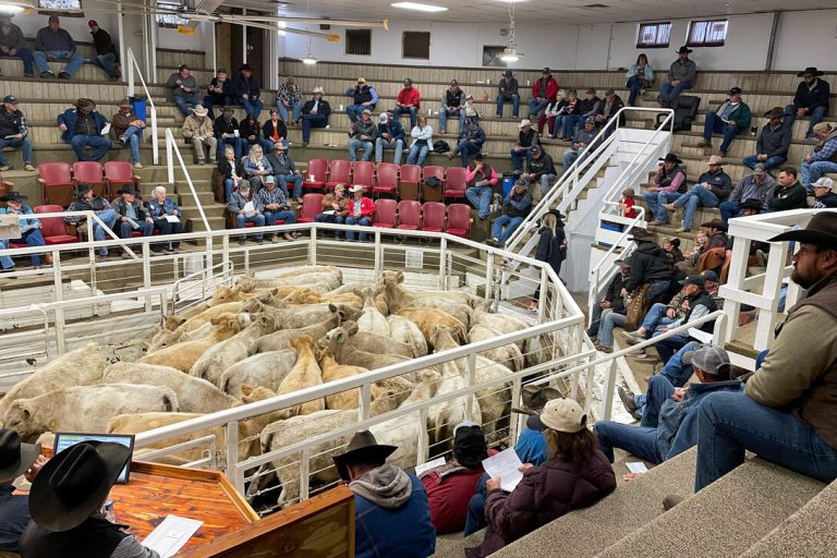 Nebraska Livestock Sale Barns: Strengthening Rural Communities | TSLN.com
