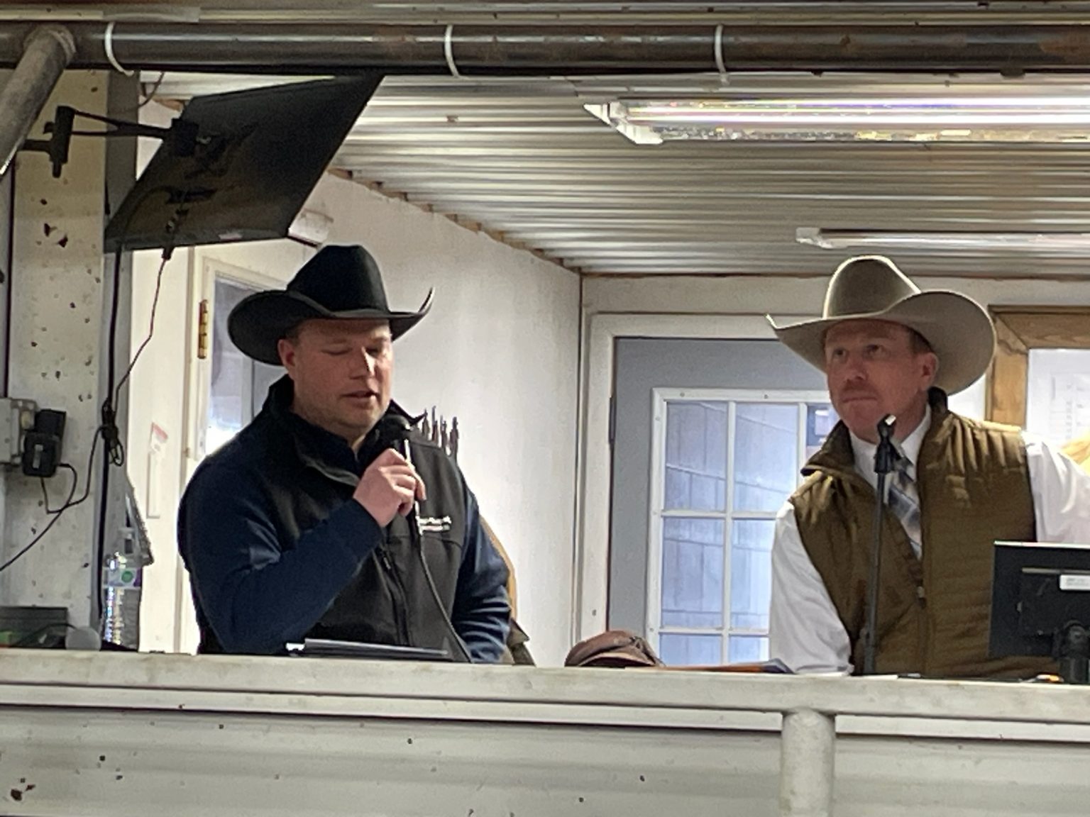 Gartner-Denowh Angus Ranch Commercial Female Sale | TSLN.com