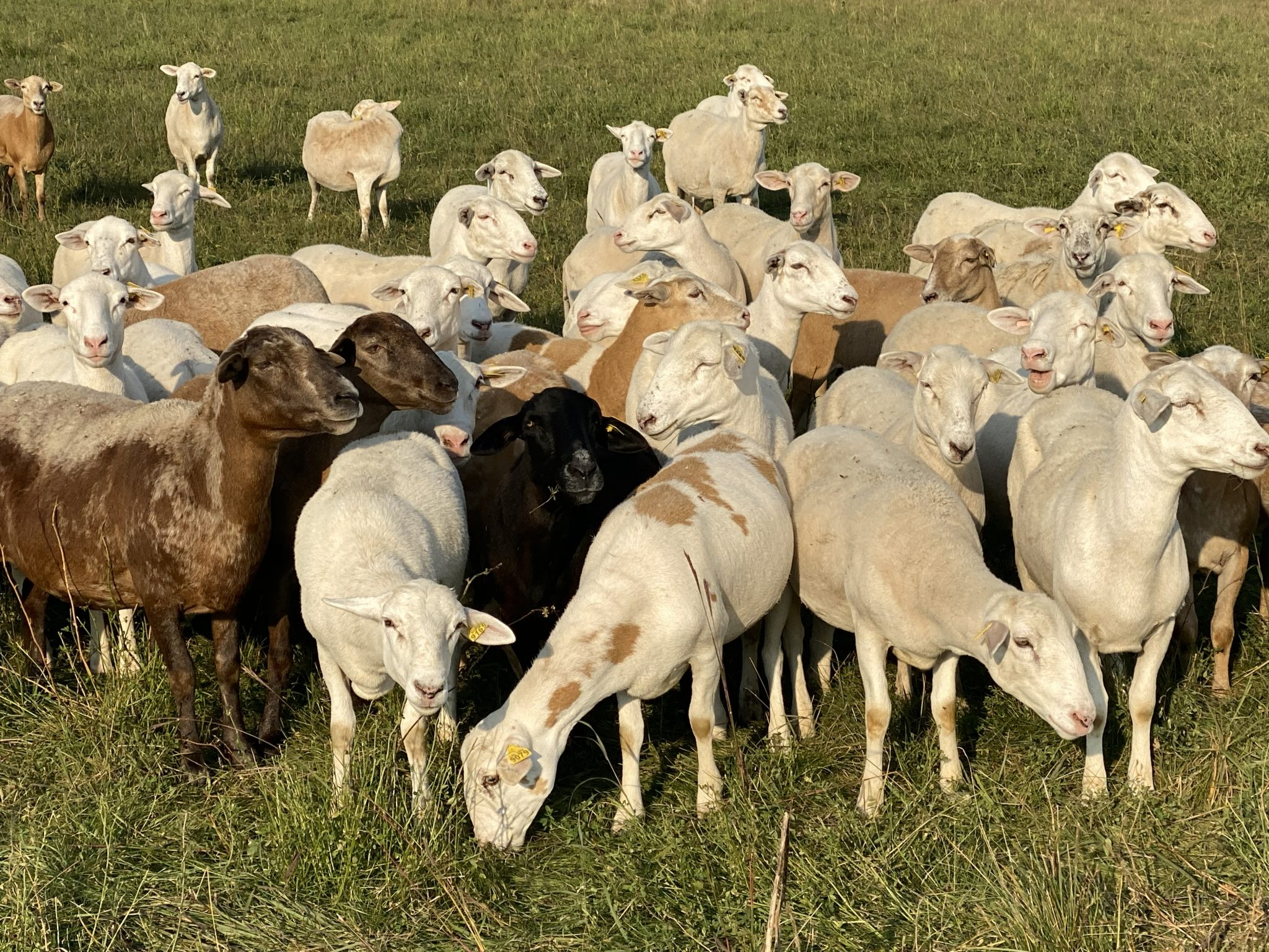 NDSU Extension sets sheep producers workshop for Feb. 28 | TSLN.com