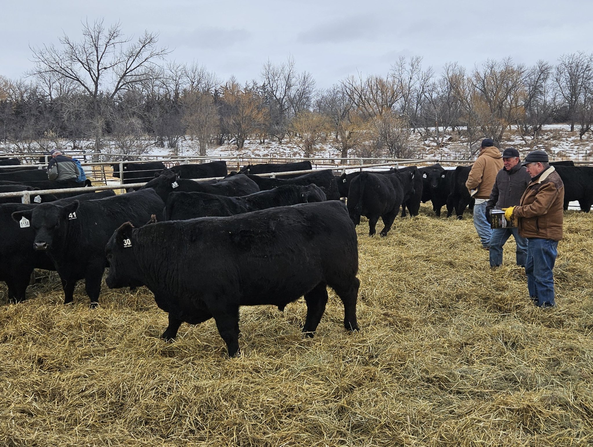 Frey Angus Ranch | TSLN.com
