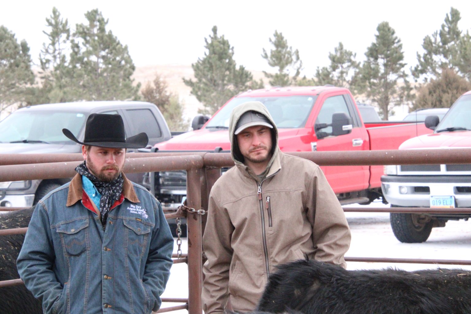 21 Angus 32nd Annual Top Cut Bull Sale | TSLN.com