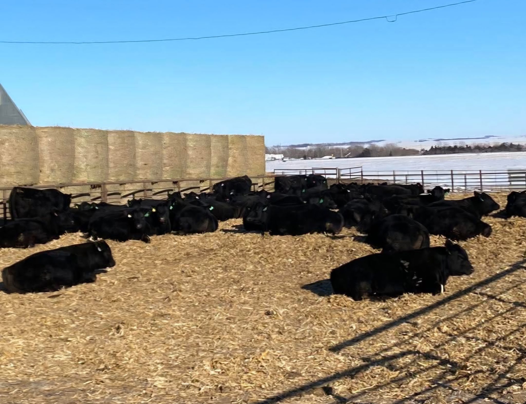 Wilkinson Angus | TSLN.com