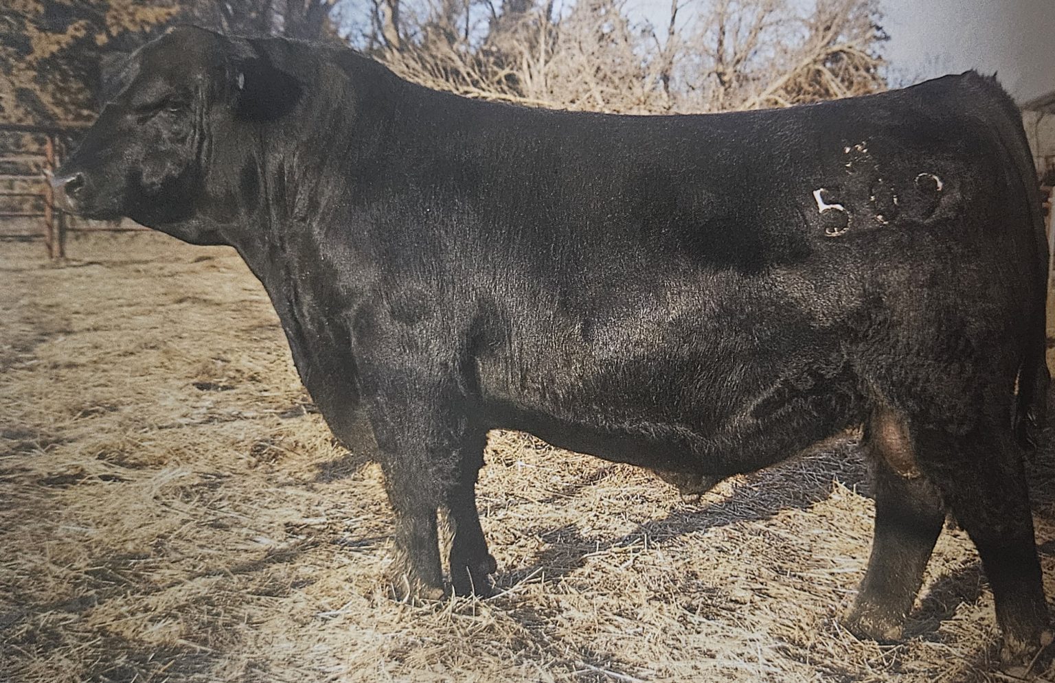 Koupal’s B&B Angus | TSLN.com