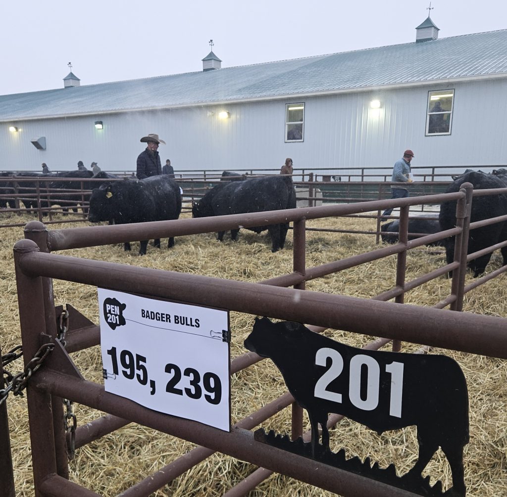 Schaff Angus Valley | TSLN.com