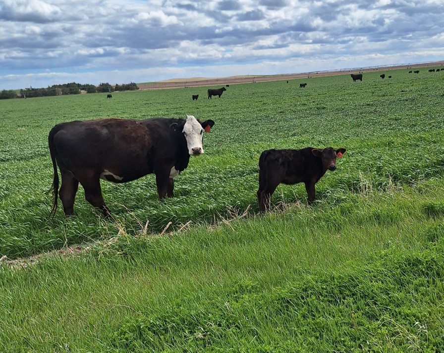 Low pregnancy rates in young cows in-person webinar to be held in ...