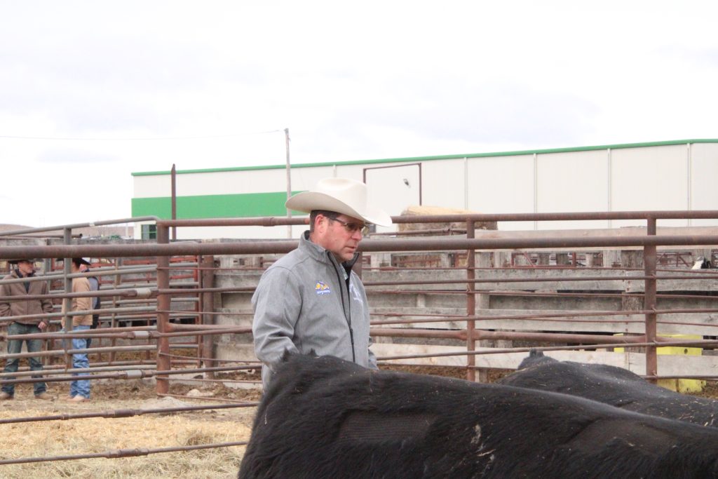 Deep Creek Angus 27th Annual Bull Sale | TSLN.com